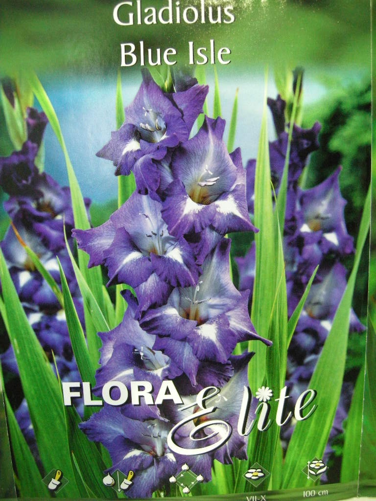 ΓΛΑΔΙΟΛΑ ΜΩΒ ΜΕ ΑΣΠΡΟ BLUE ISLE | HAPPY GARDEN