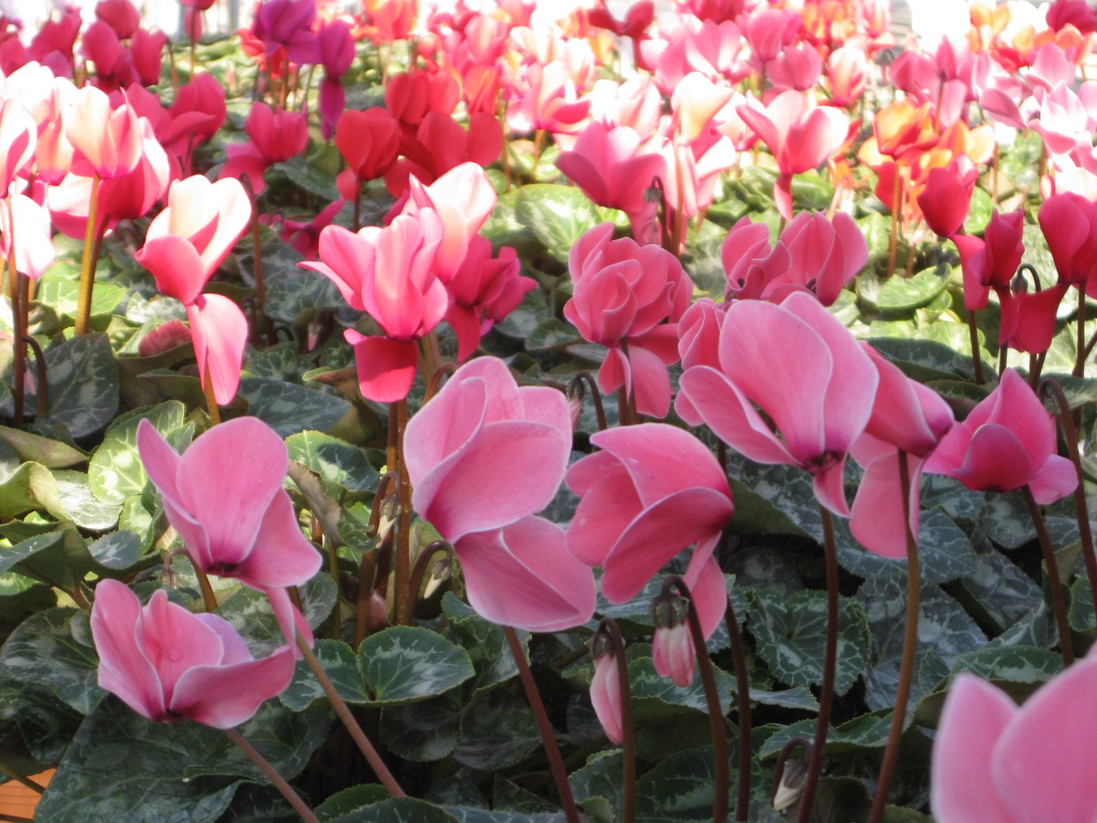 ΚΥΚΛΑΜΙΝΟ – HAPPY GARDEN